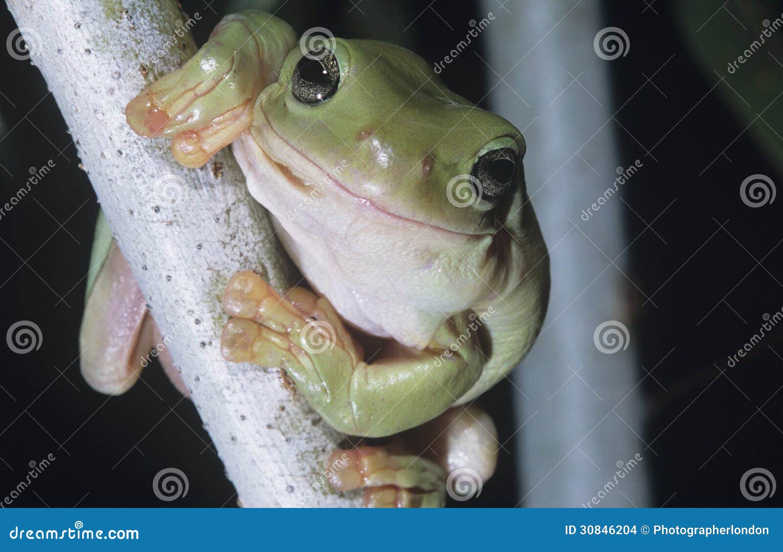 Green Tree Frog on Branch Close-up Stock Photo - Image of wild, frog ...