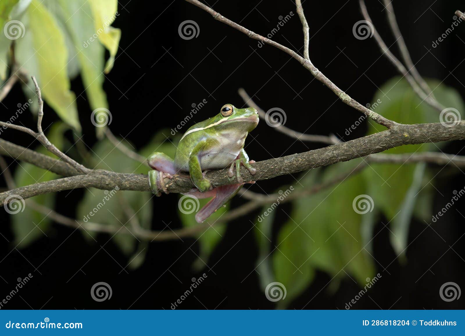 Green Tree Frog on a Branch with Dark Background Stock Photo - Image of ...