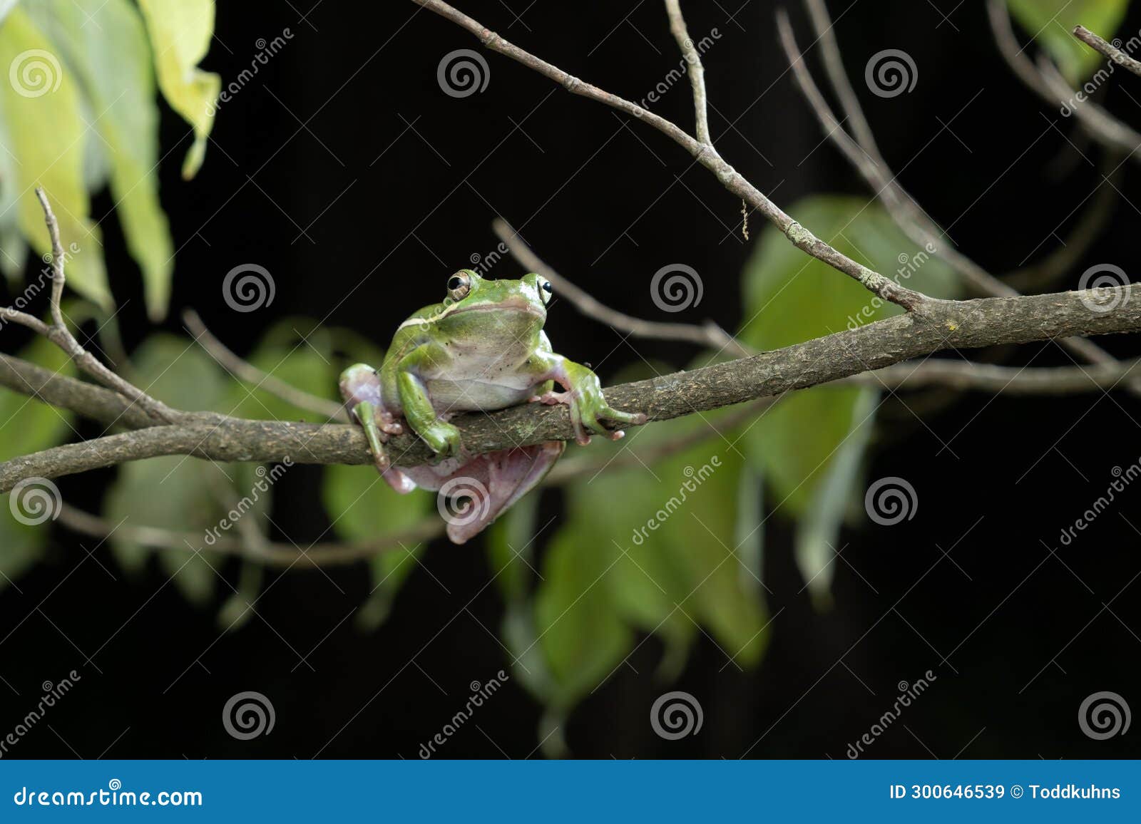 Green Tree Frog on a Branch with Dark Background Stock Image - Image of ...