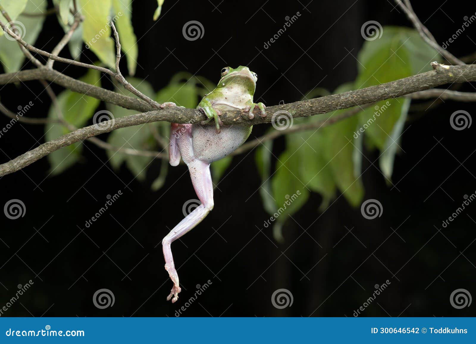 Green Tree Frog on a Branch with Dark Background Stock Photo - Image of ...