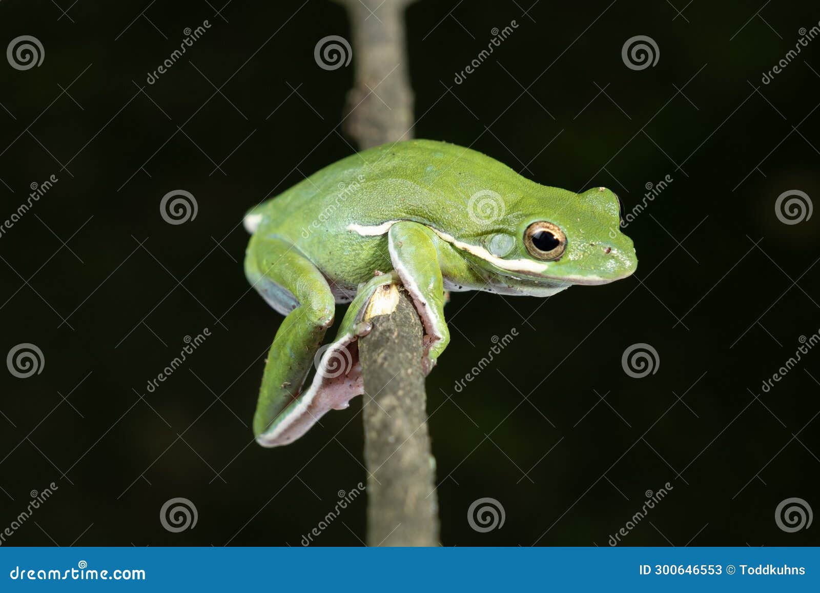 Green Tree Frog on a Branch with Dark Background Stock Image - Image of ...