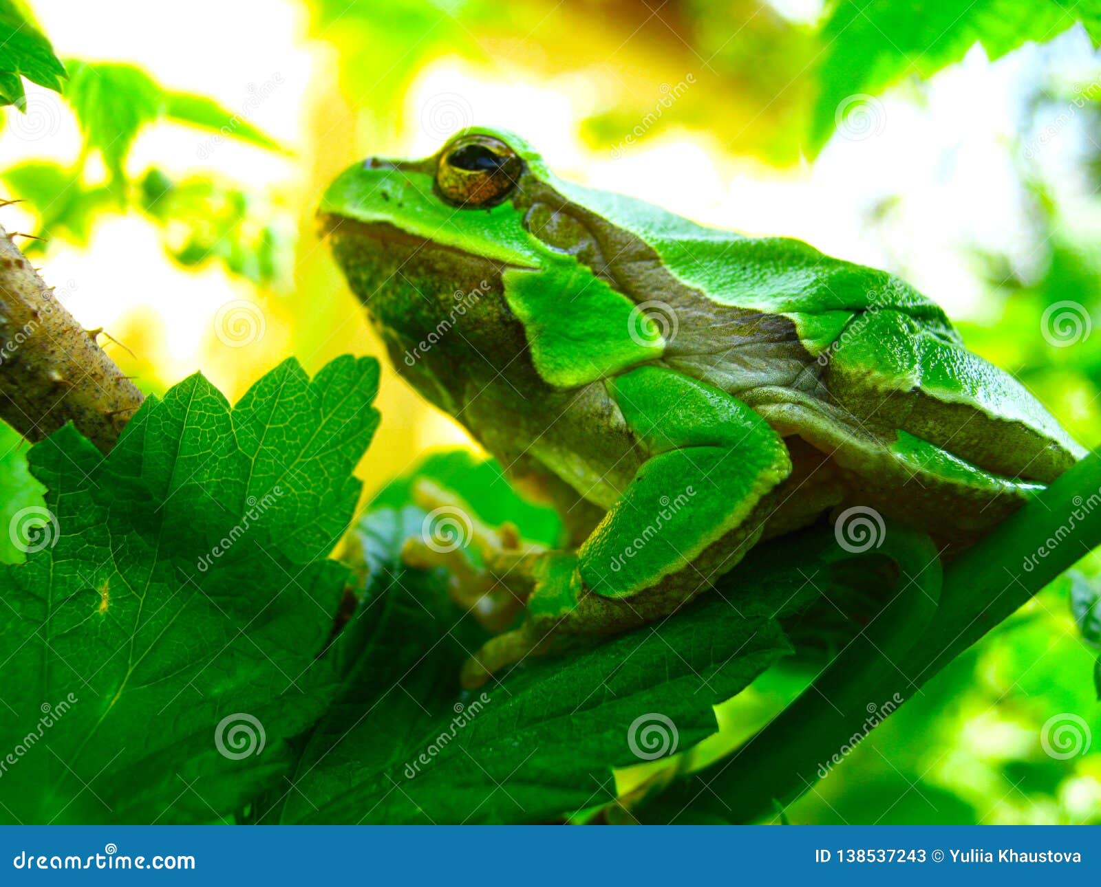 Green Tree Frog on a Branch among Foliage Stock Image - Image of sticky ...