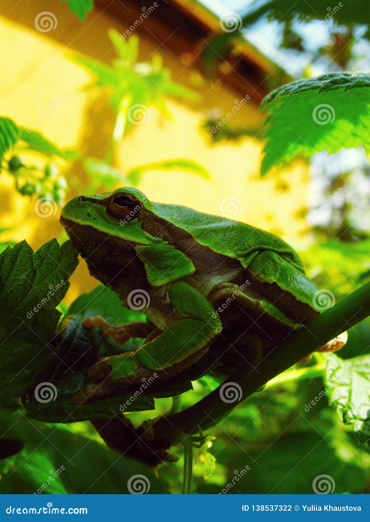 Green Tree Frog on a Branch among Foliage Stock Photo - Image of ...