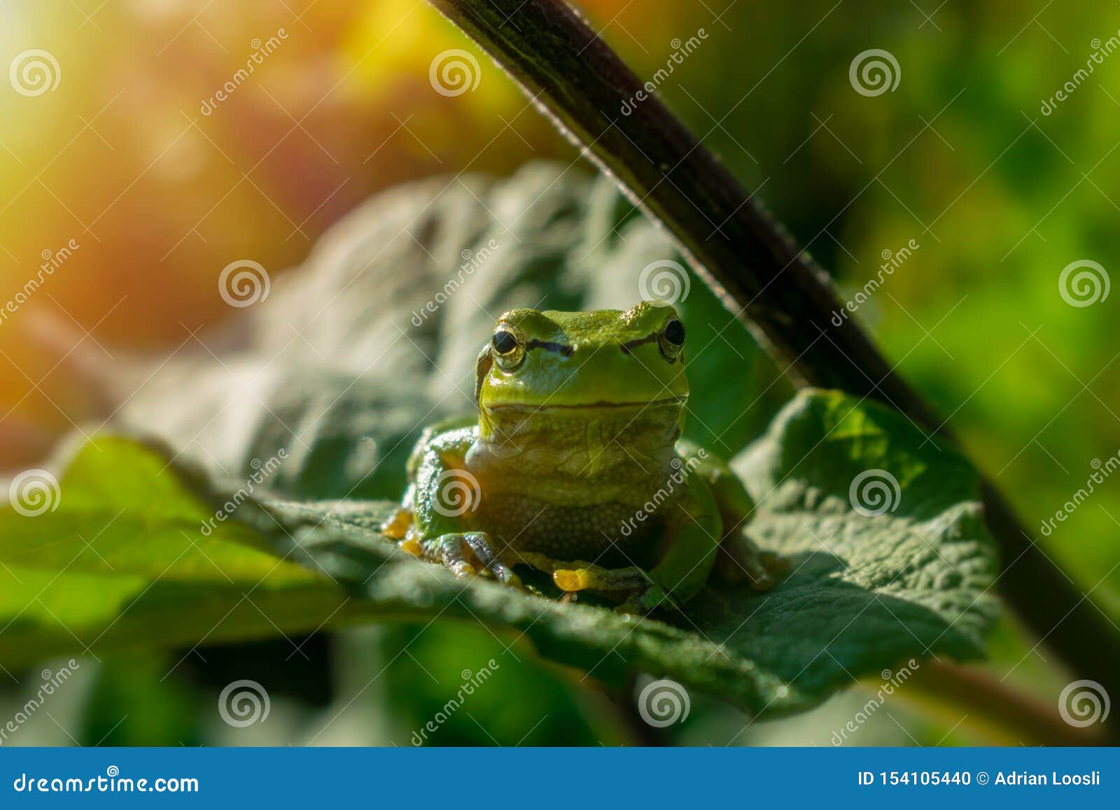 Green Tree Frog on Burdock Leaf, Front View Stock Photo - Image of tree ...