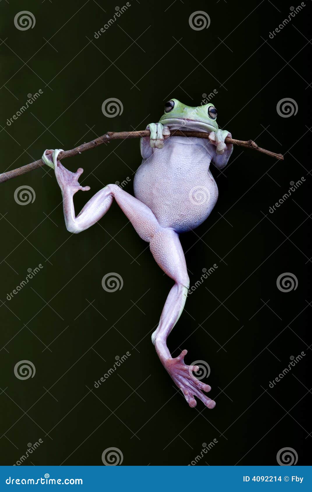 Green Tree-frog Clinging on a Branch Stock Photo - Image of hanging ...