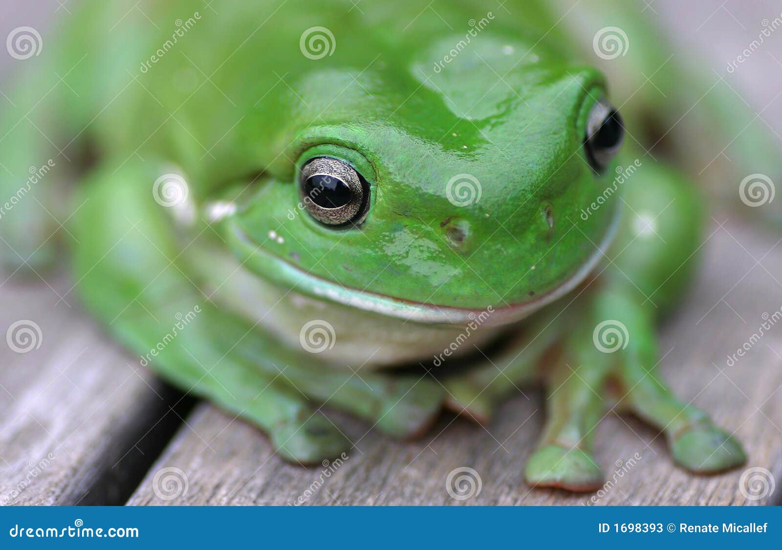 Green Tree Frog Close Up stock image. Image of green, toes - 1698393