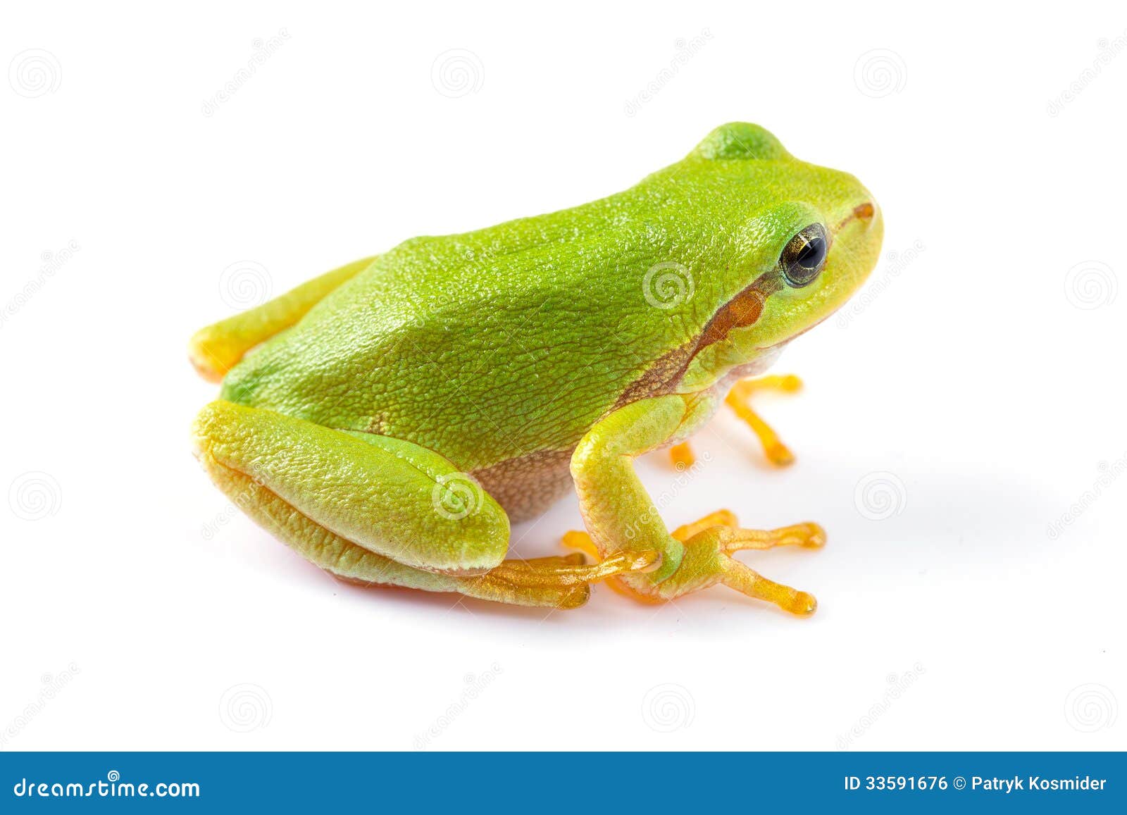 Green tree frog close up stock photo. Image of haerpetology - 33591676