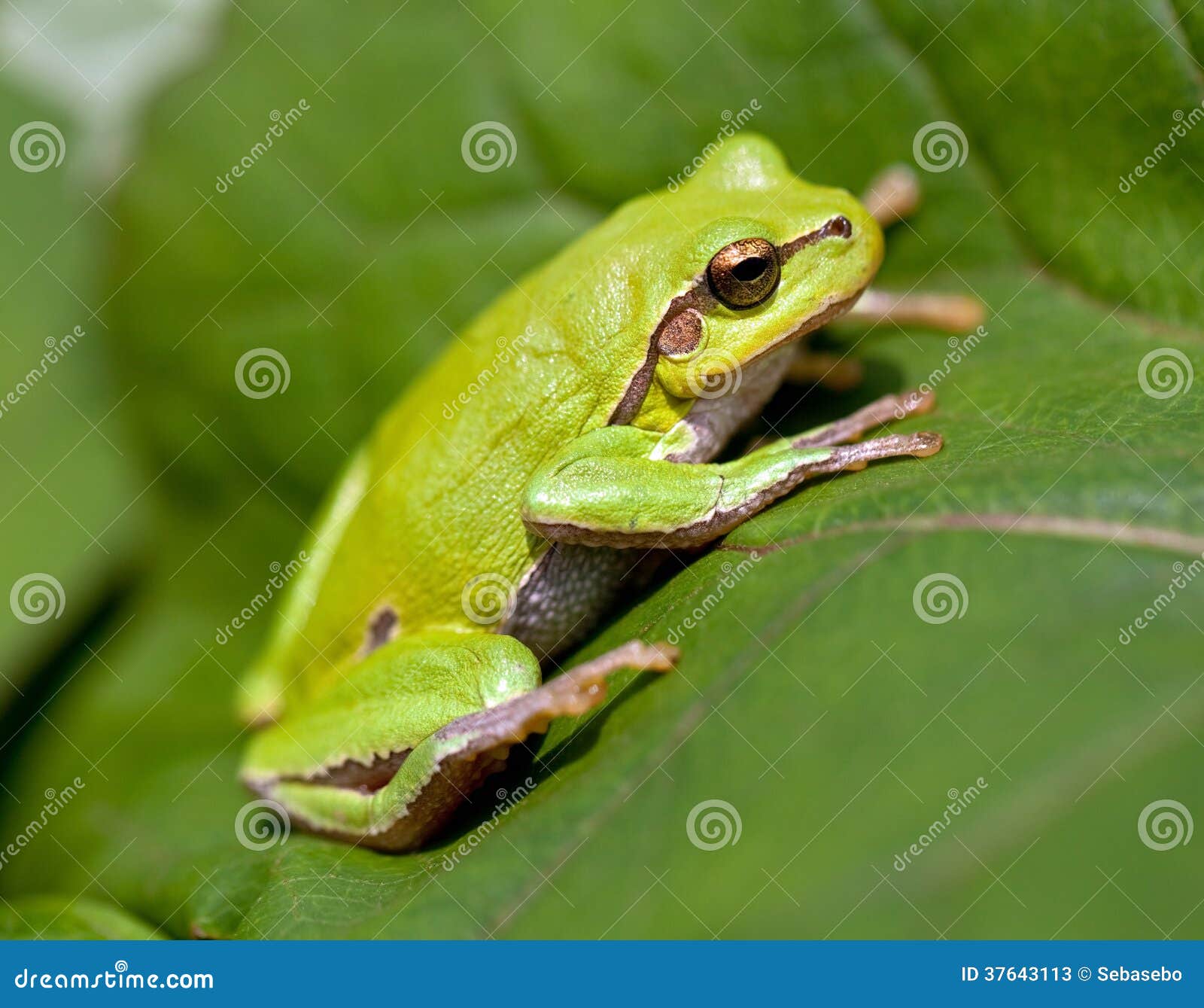 Green Tree Frog stock image. Image of hyla, protection - 37643113
