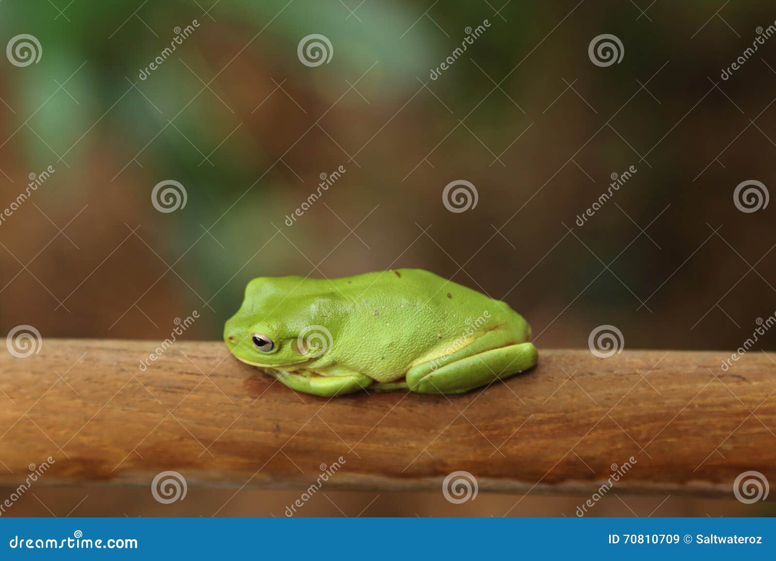 Green Tree Frog stock image. Image of froglet, garden - 70810709