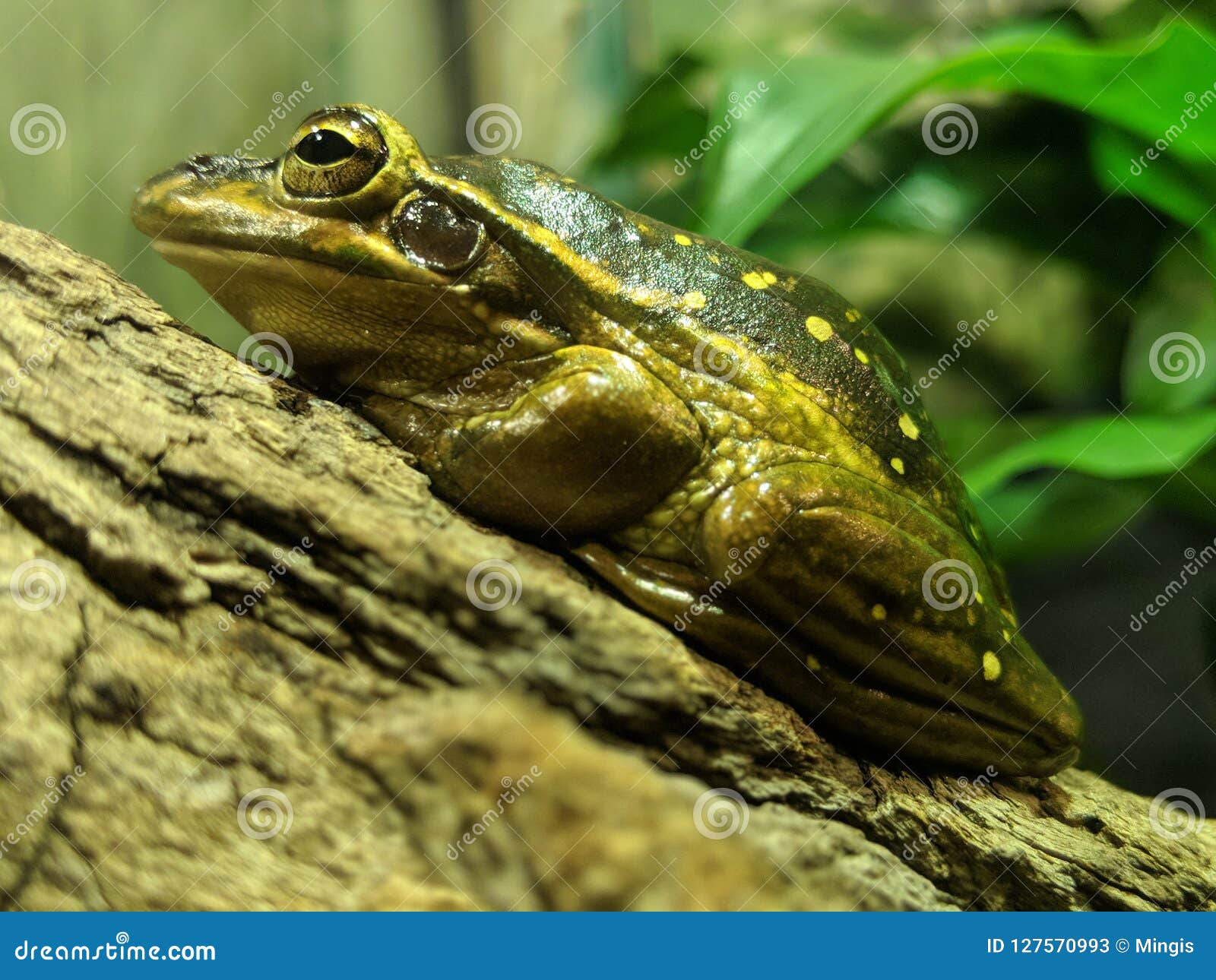 Green Tree Frog Closeup stock image. Image of slimy - 127570993