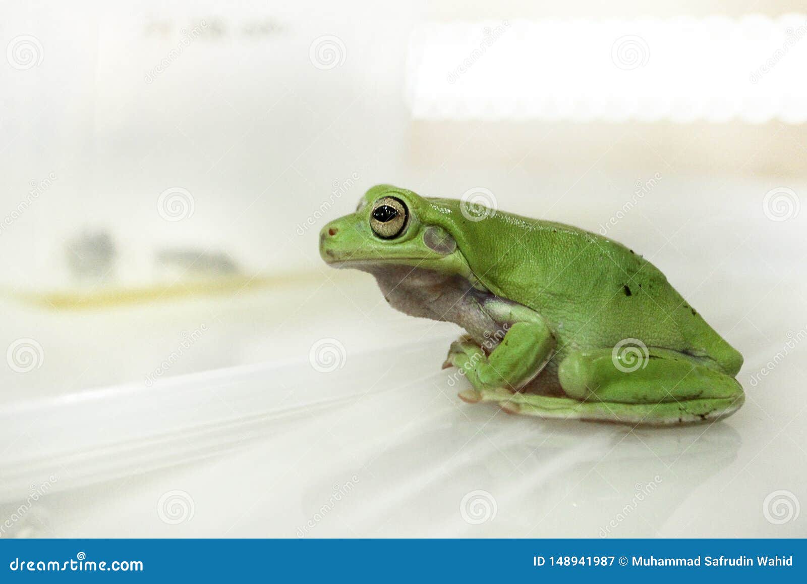 Green Tree Frog or Dumpy Tree Frog Stock Image - Image of exotic ...