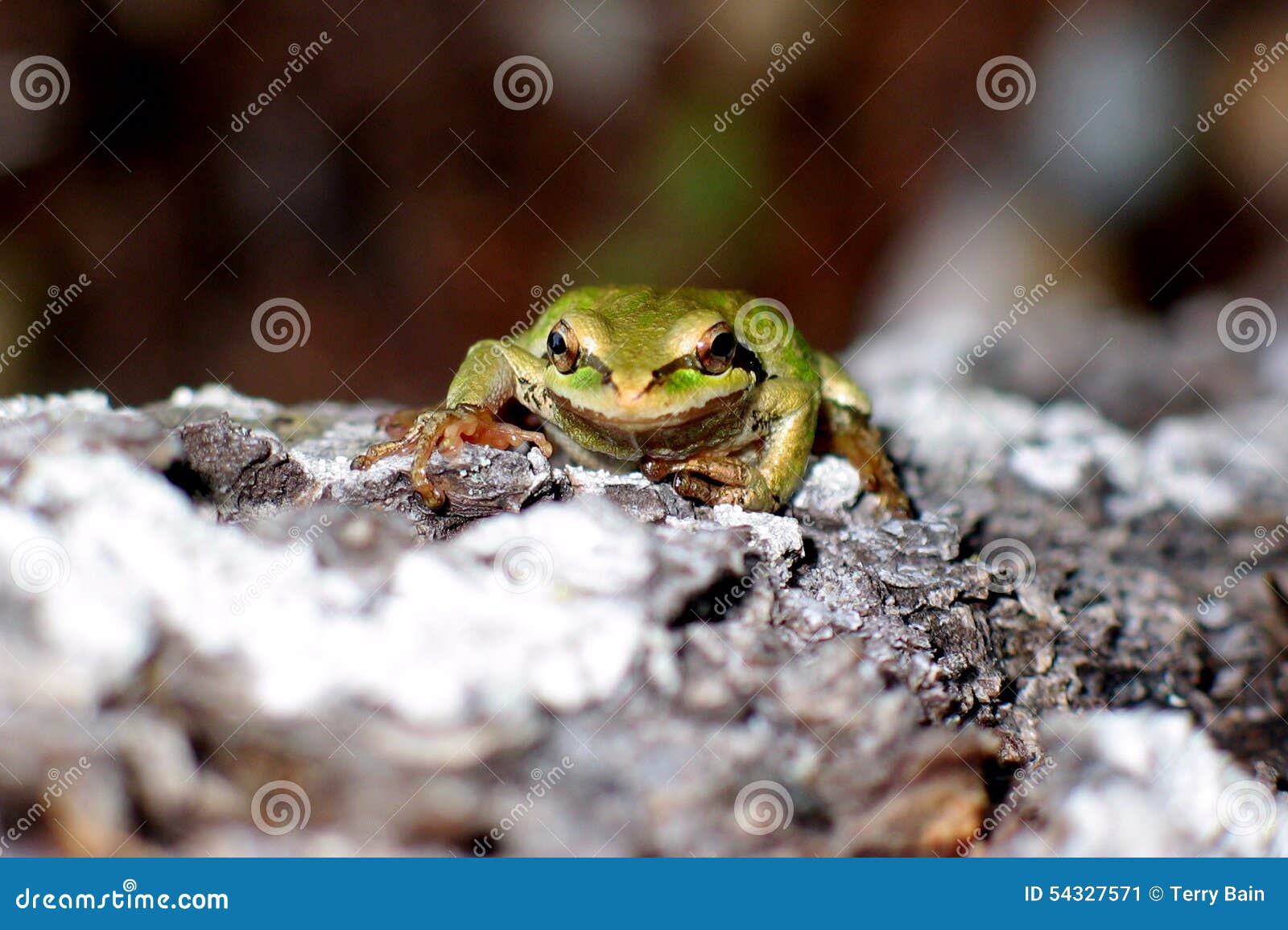 Green Tree Frog on Evergreen Bark Stock Image - Image of tree, exposed ...