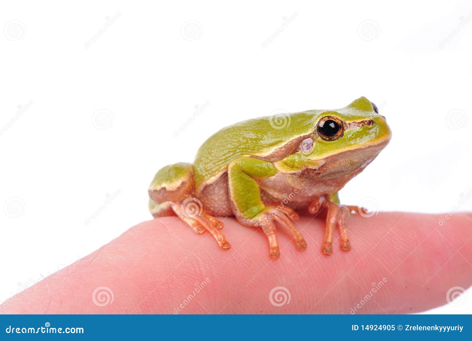 Green Tree Frog on the Finger Stock Image - Image of warty, rainforest ...