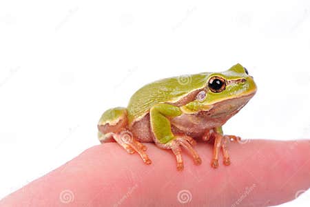 Green Tree Frog on the Finger Stock Image - Image of warty, rainforest ...