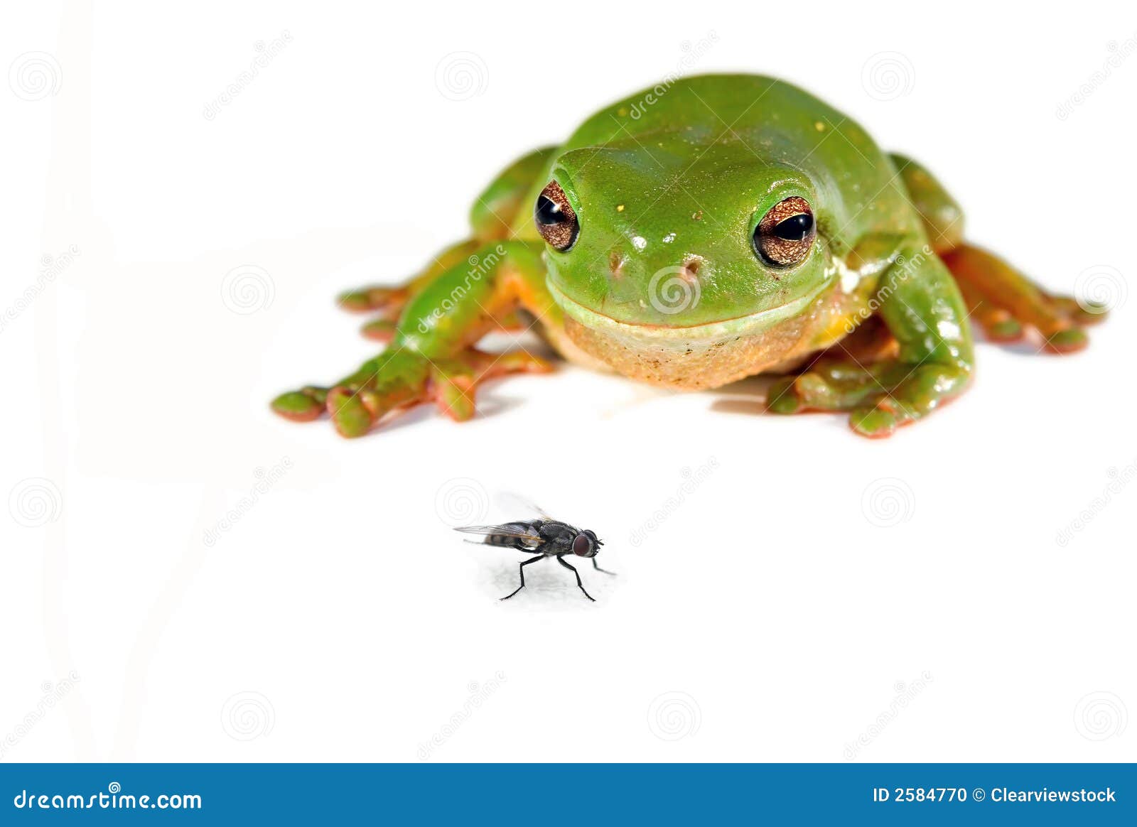 Green tree frog and a fly stock photo. Image of looking - 2584770
