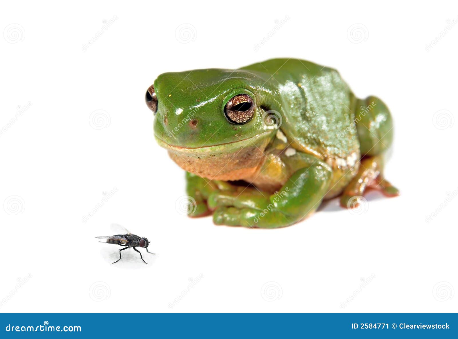 Green tree frog and a fly stock image. Image of amphibian - 2584771