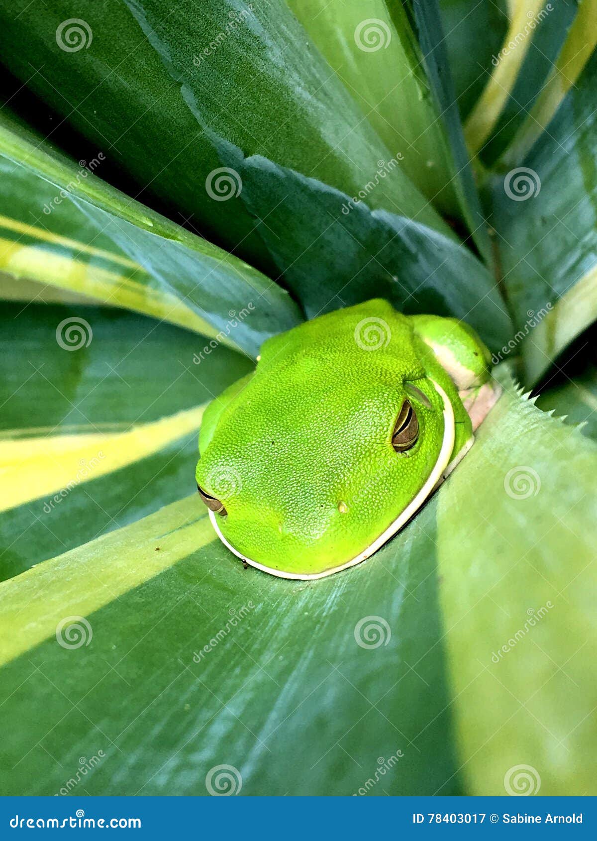 Green Tree Frog Front View stock image. Image of color - 78403017