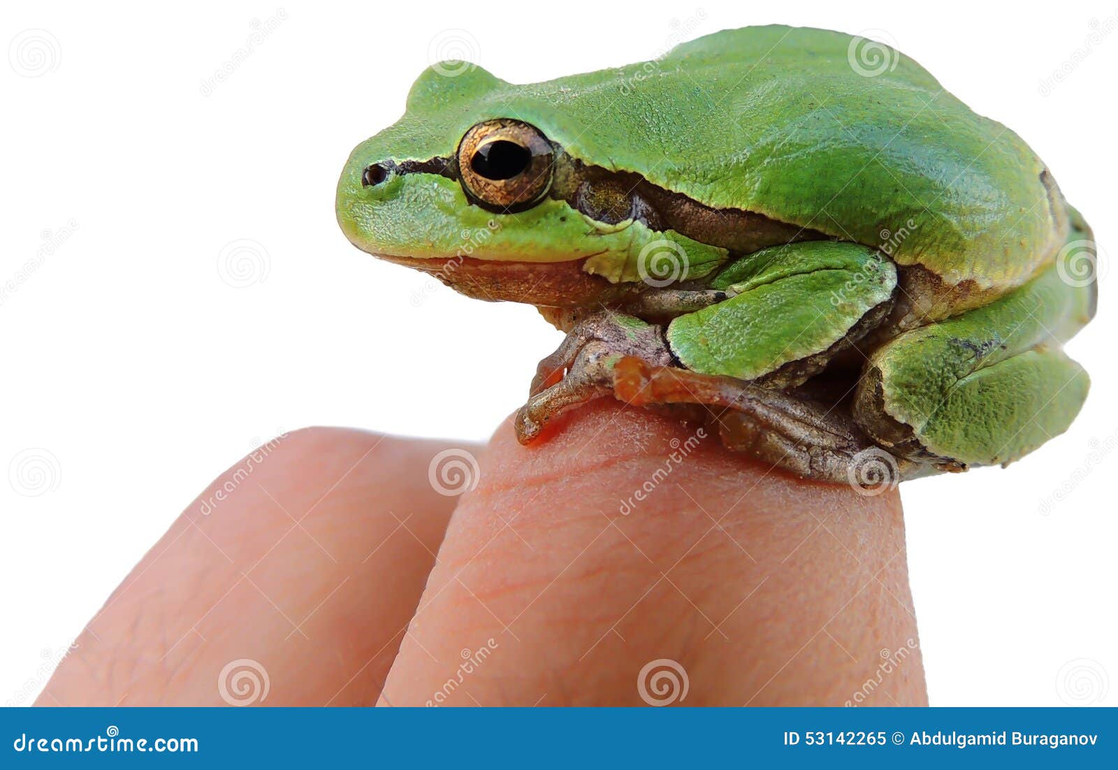 Green Tree Frog on the Hand Human Stock Image - Image of fingers, moist ...