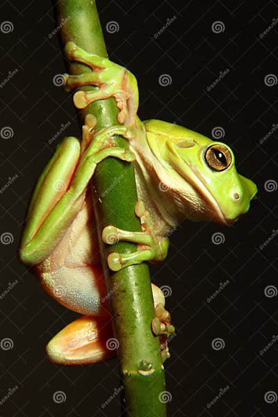 Green Tree Frog Hanging from Branch Stock Photo - Image of gripping ...