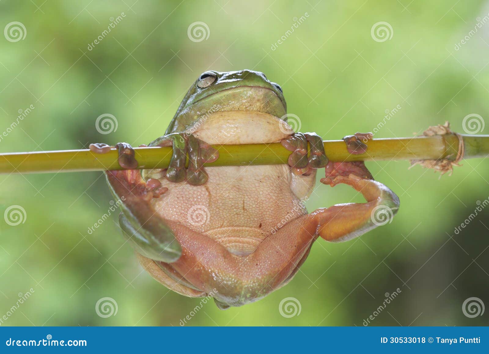 Green Tree Frog Hanging From Branch Stock Photo - Image of gaudy ...