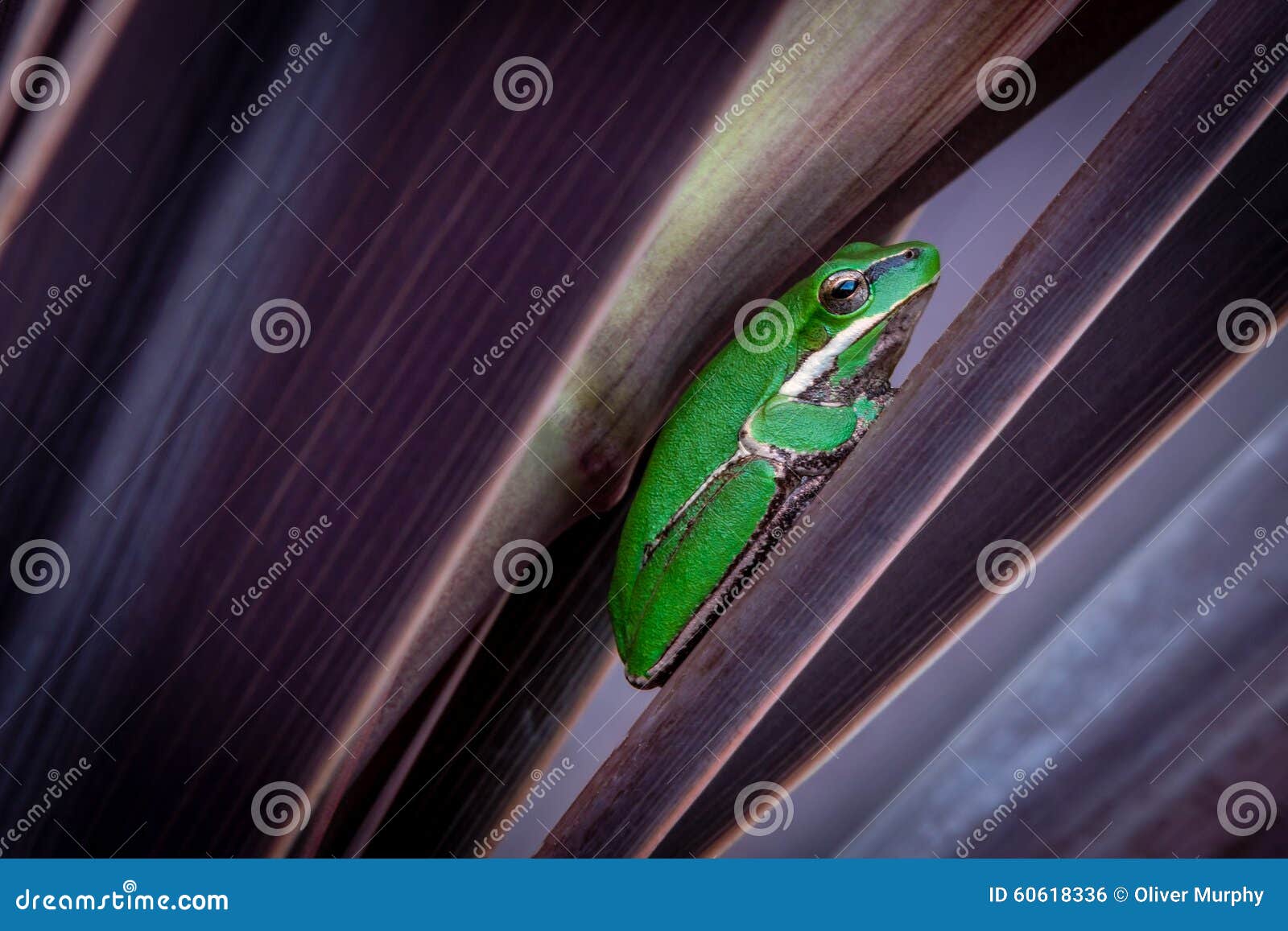 Green Tree Frog Hiding stock photo. Image of leaf, animal - 60618336