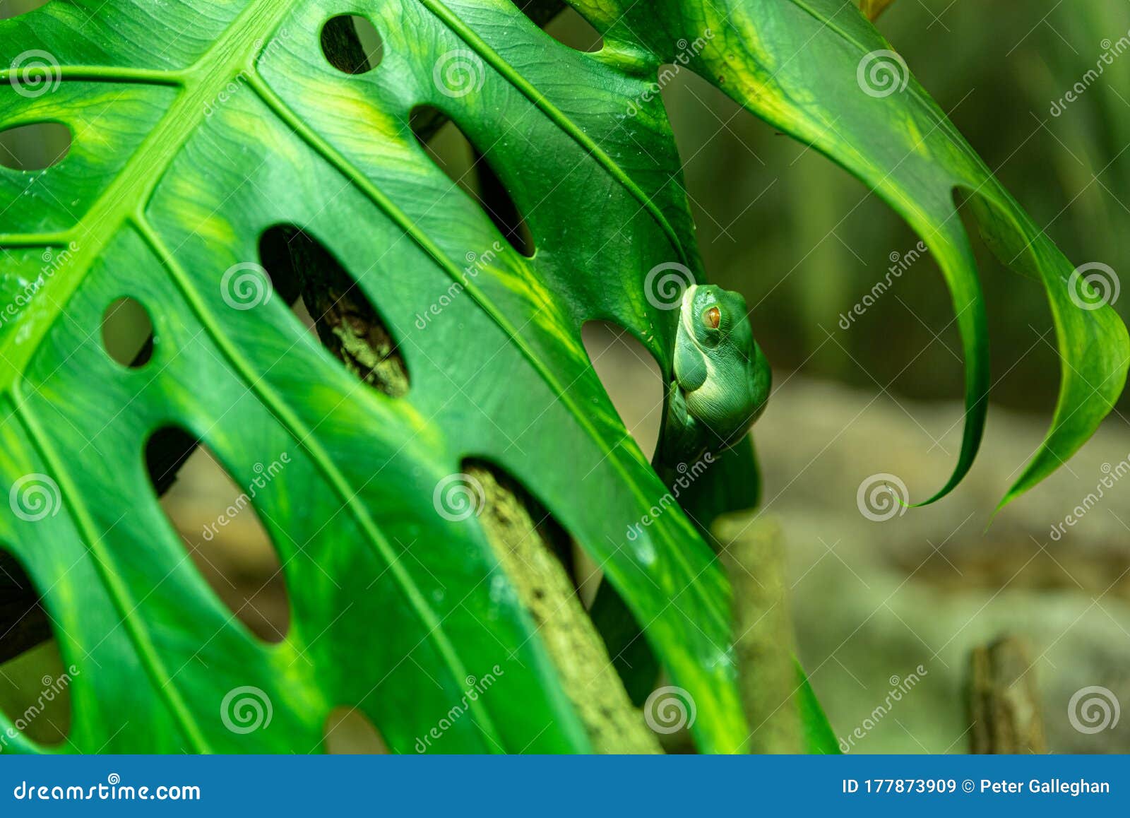 Green Tree Frog Hiding on a Big Leaf in Australia Stock Image - Image ...