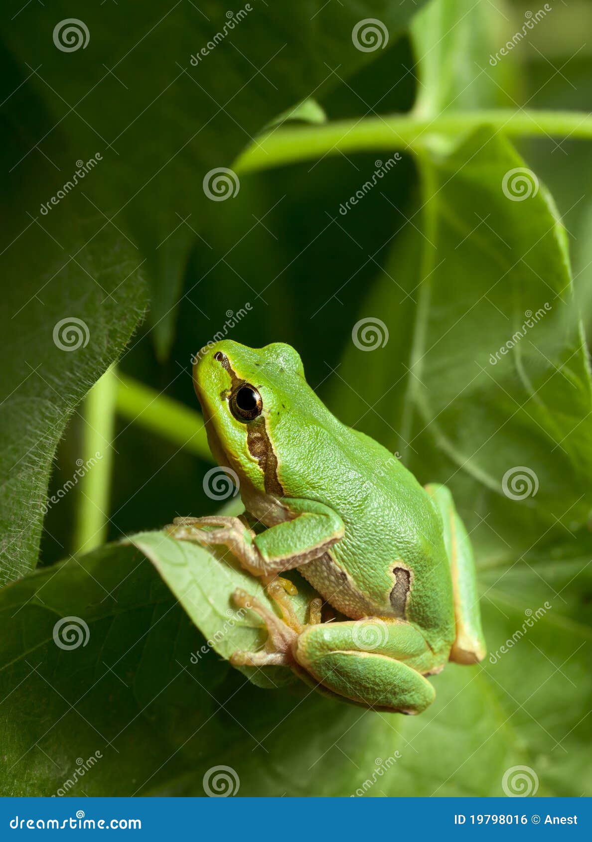 Green Tree Frog Hiding in Foliage Stock Photo - Image of wildlife ...