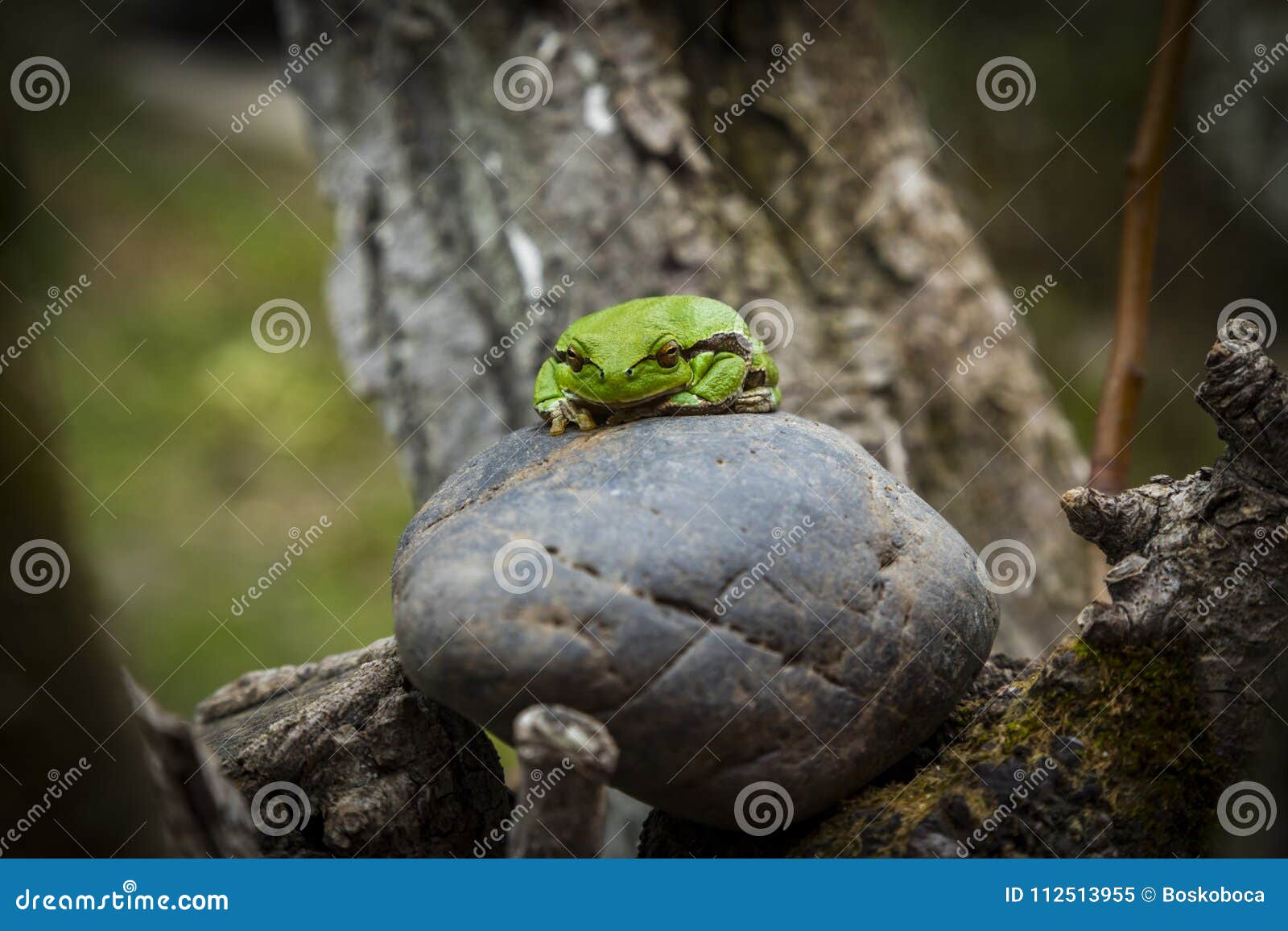 Green tree frog stock image. Image of green, rainforest - 112513955