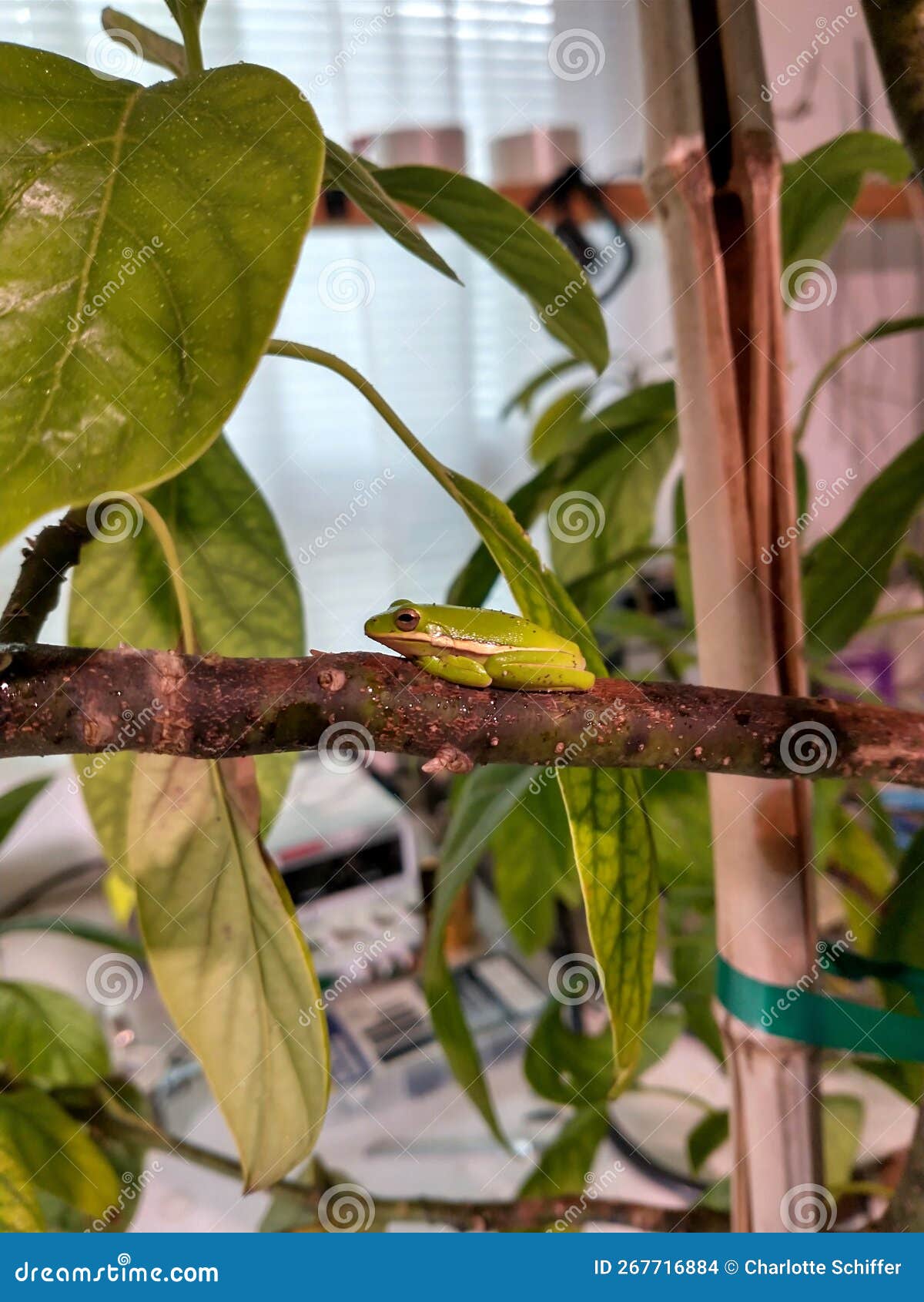 Green Tree Frog on Indoor Avocado Tree Stock Photo - Image of amphibian ...
