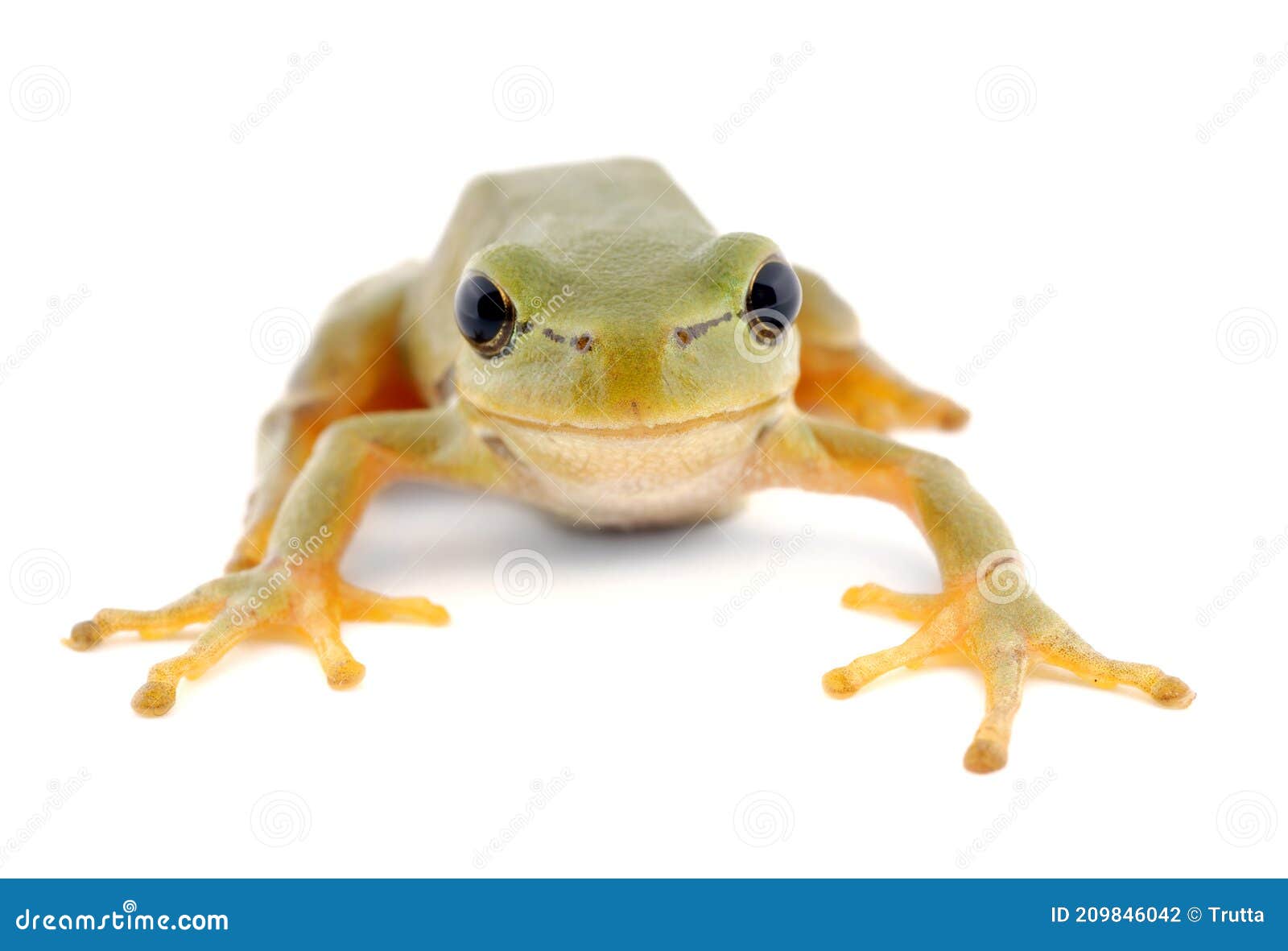 Green Tree Frog Isolated on White Background Stock Photo - Image of ...