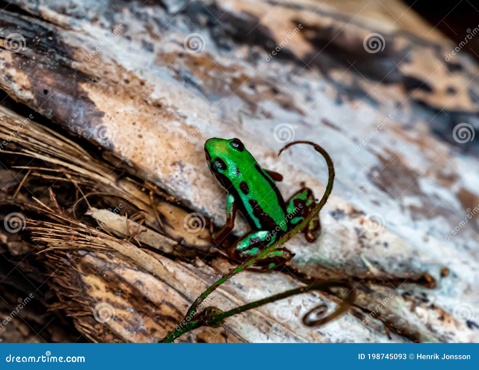 Green Tree Frog in the Jungle Stock Image - Image of colorful, edible ...