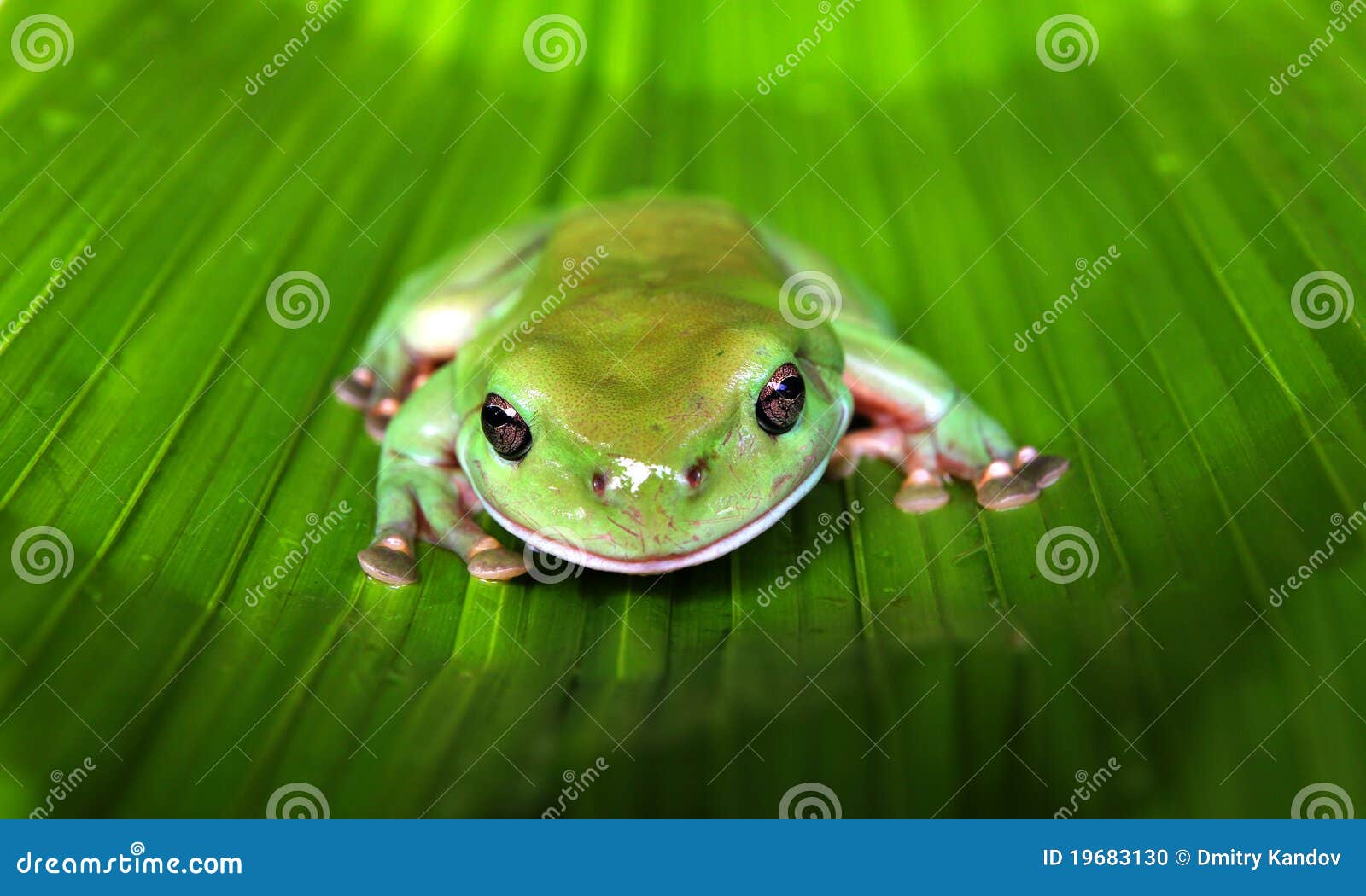 Green Tree Frog on a Large Leaf Stock Photo - Image of tropical, small ...