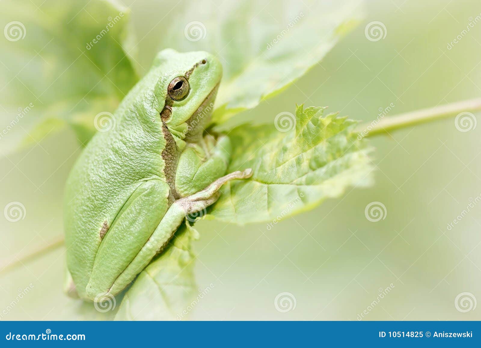 Green tree frog on a leaf stock image. Image of outdoors - 10514825
