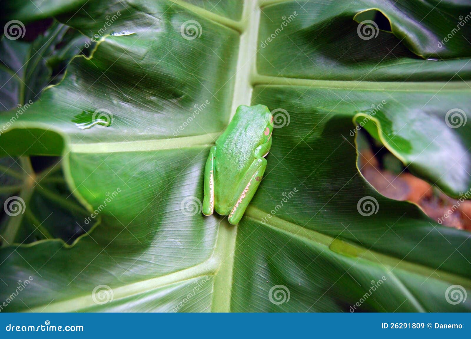 Green tree frog on leaf stock image. Image of reptile - 26291809