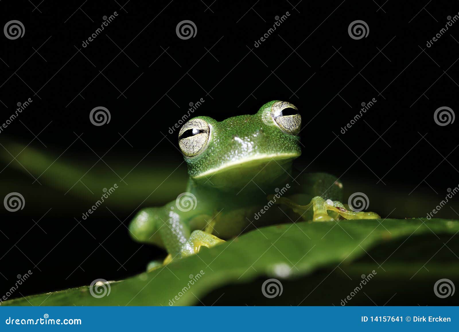Green Tree Frog on Leaf Amazon Animal Amphibian Stock Image - Image of ...