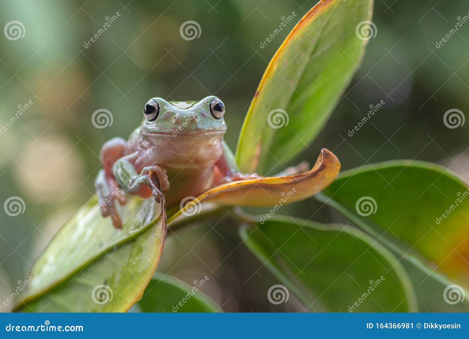 Green tree frog on a leaf stock image. Image of amphibian - 164366981