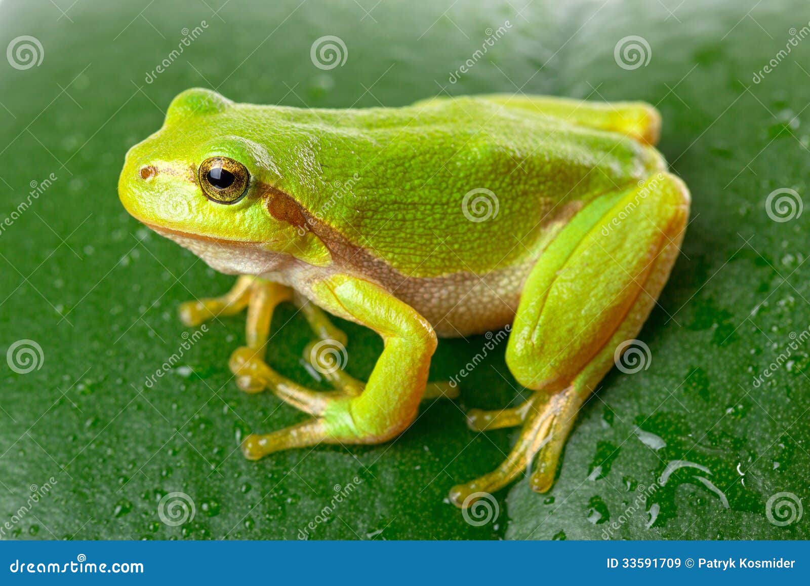 Green Tree Frog on the Leaf Stock Image - Image of haerpetology, green ...