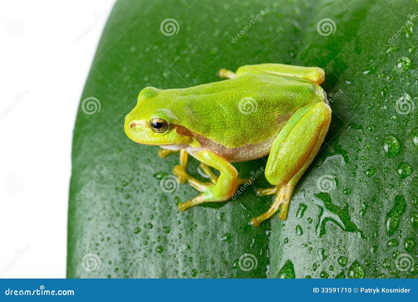 Green Tree Frog on the Leaf Stock Photo - Image of funny, curious: 33591710