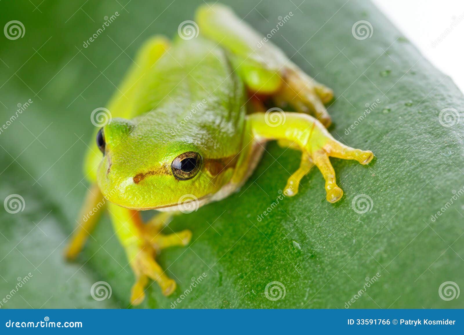 Green Tree Frog on the Leaf Stock Photo - Image of curious, curiosity ...