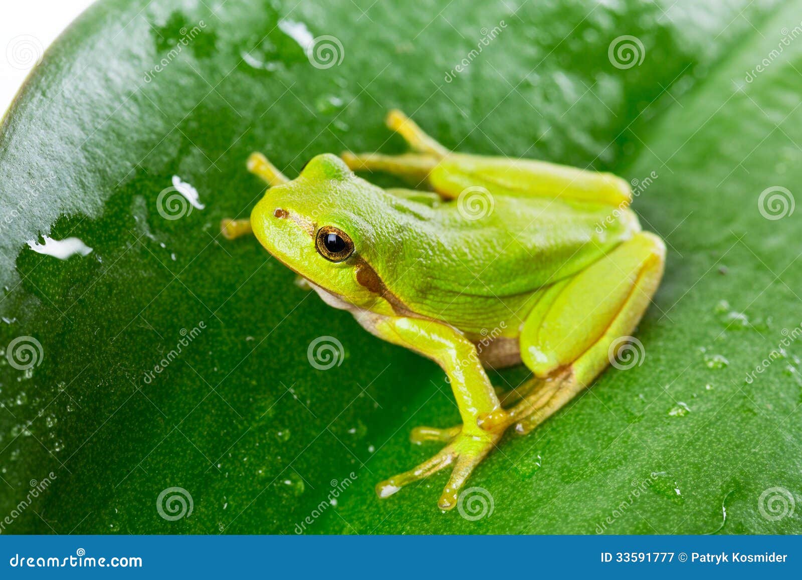 Green Tree Frog on the Leaf Stock Image - Image of biology, frog: 33591777