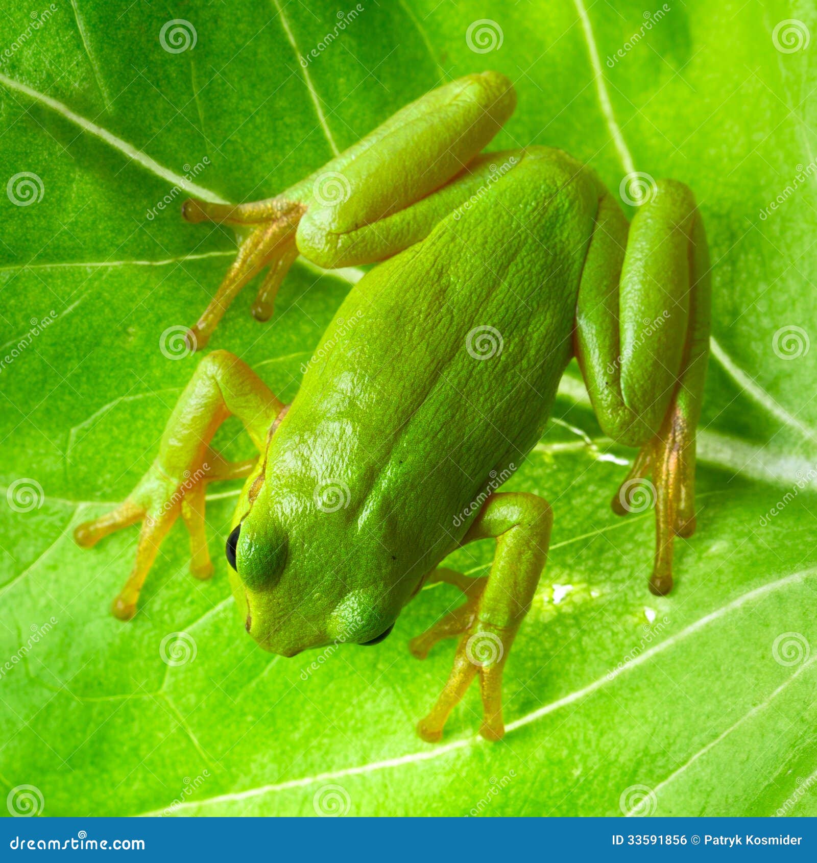 Green Tree Frog on the Leaf Stock Photo - Image of bright, growth: 33591856