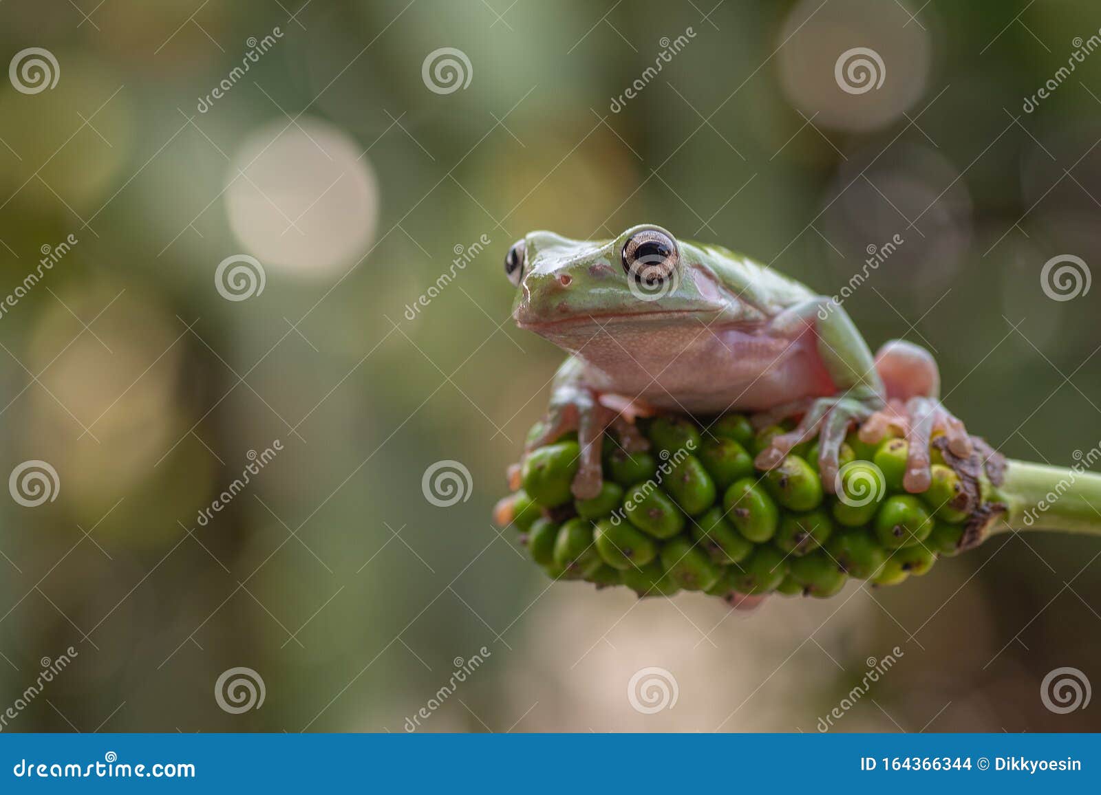 Green tree frog on a leaf stock photo. Image of animal - 164366344