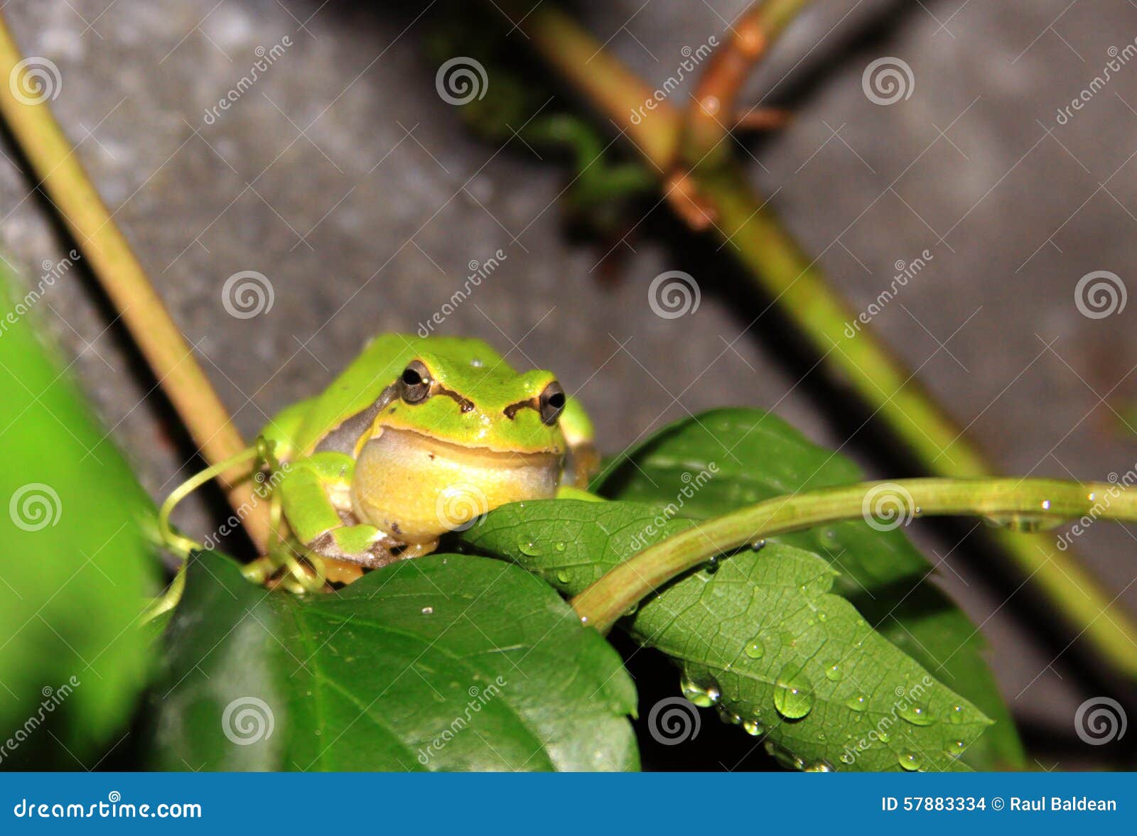 Green tree frog on a leaf stock photo. Image of colored - 57883334