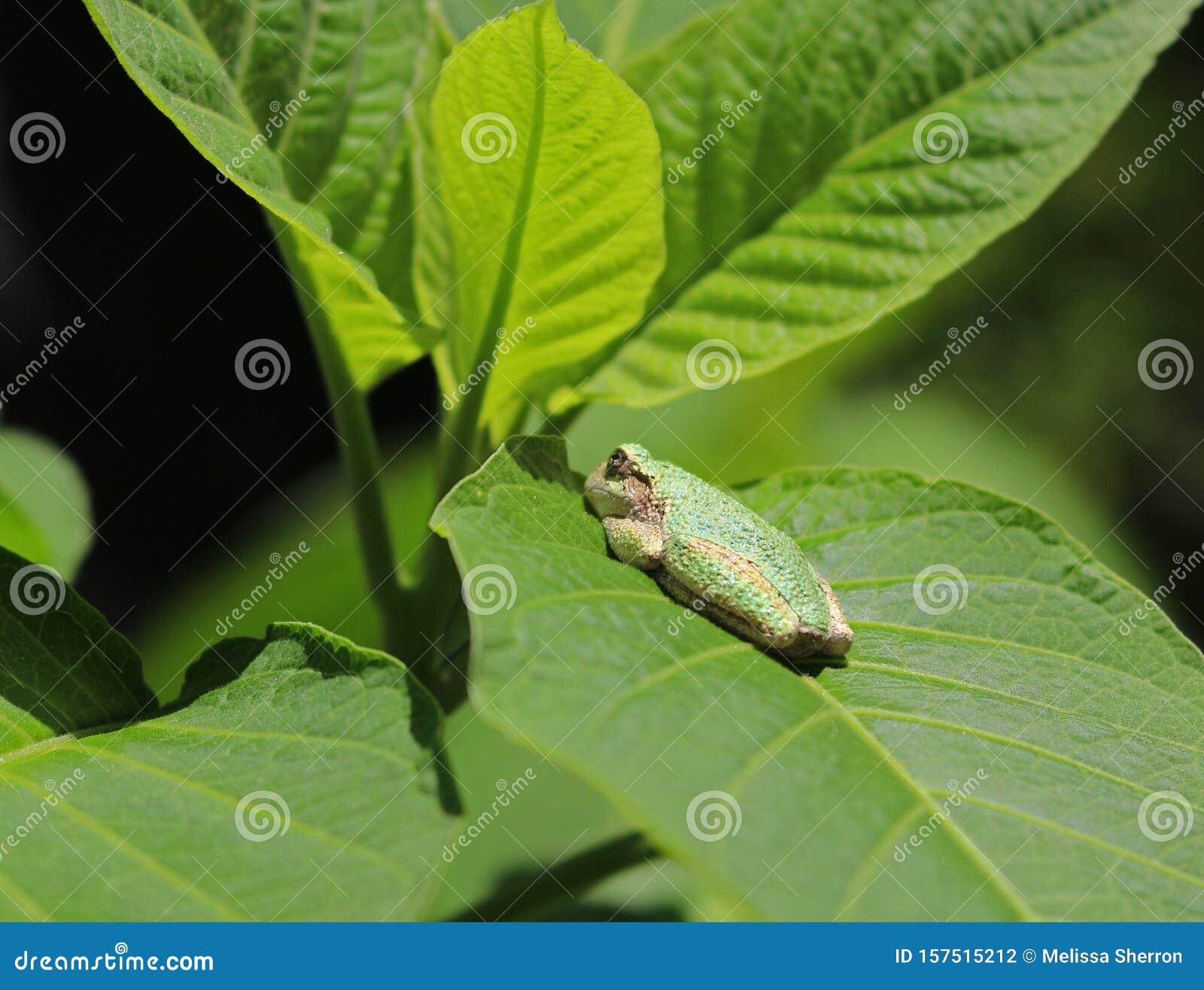 Green Tree Frog on Green Leaves Stock Photo - Image of camouflage ...