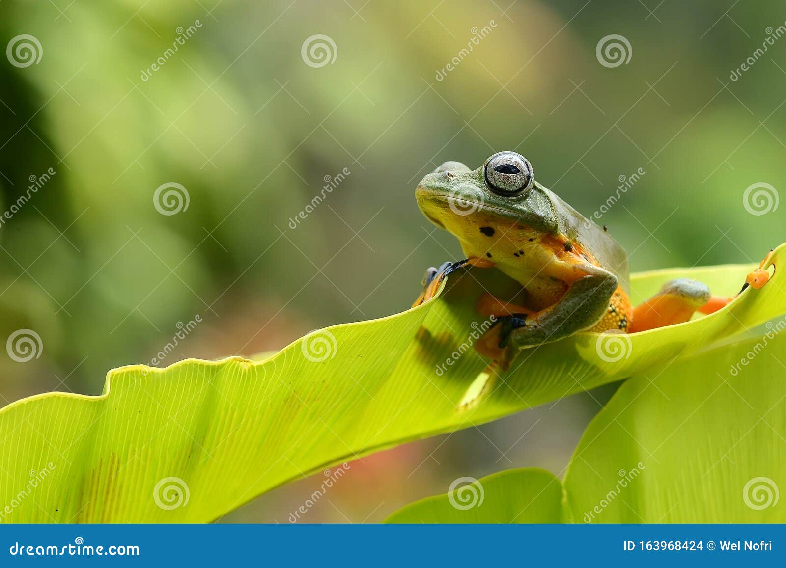 Green Tree Frog Looking Around Stock Photo - Image of endemic, nature ...