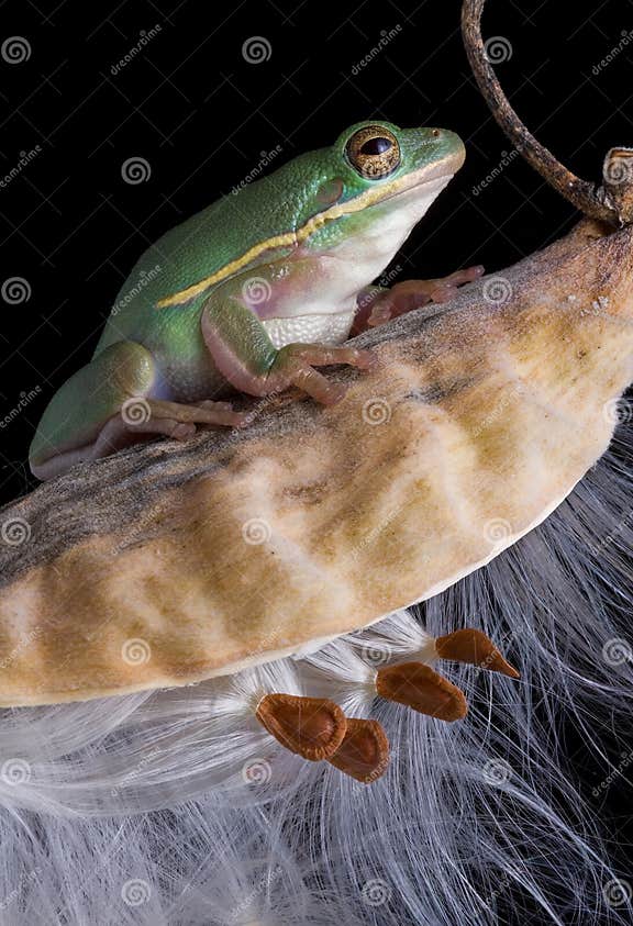 Green Tree Frog on Milkweed Stock Image - Image of frog, webfoot: 12608325