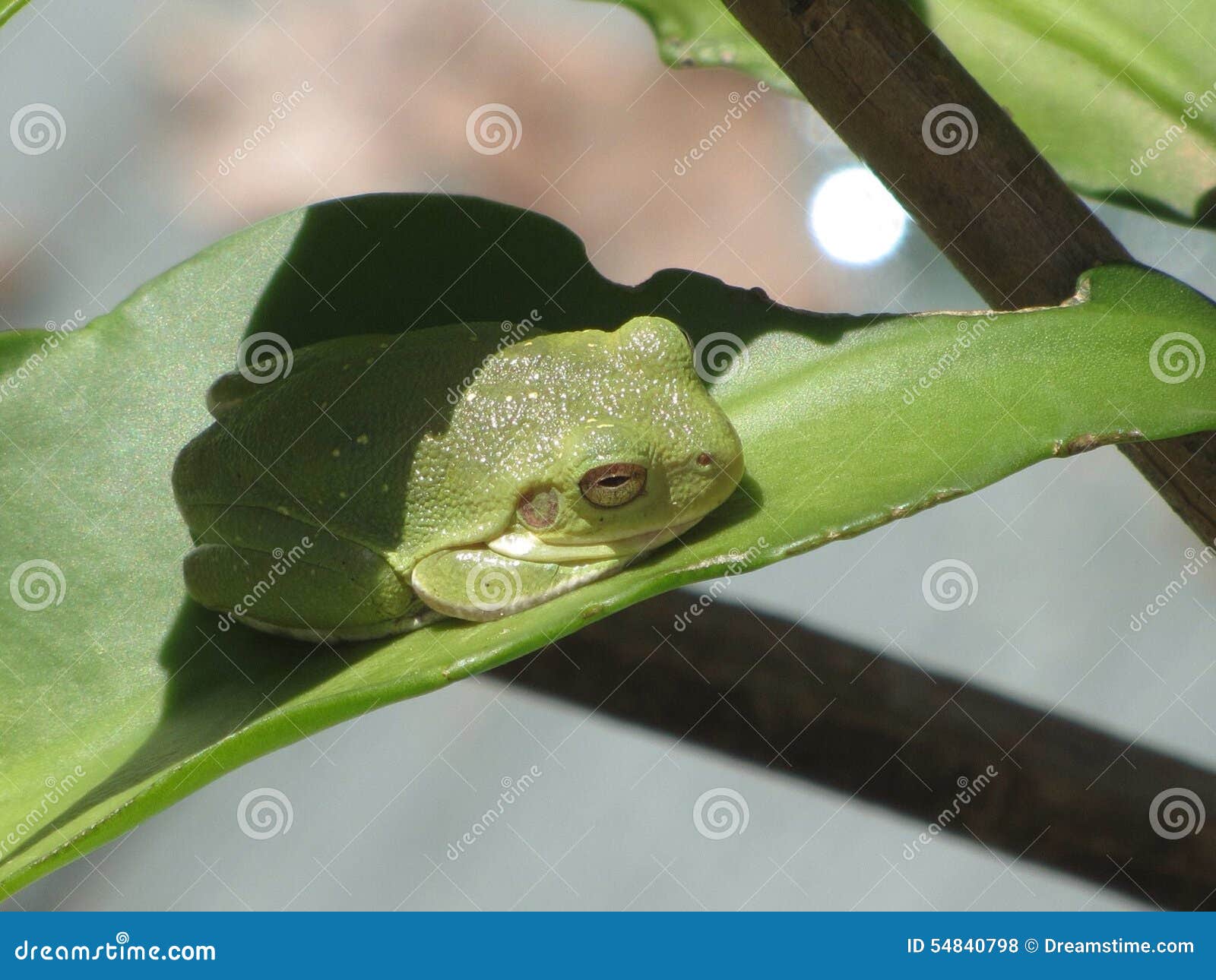Green Tree Frog Napping on Night Blooming Cereus Leaf Stock Photo ...