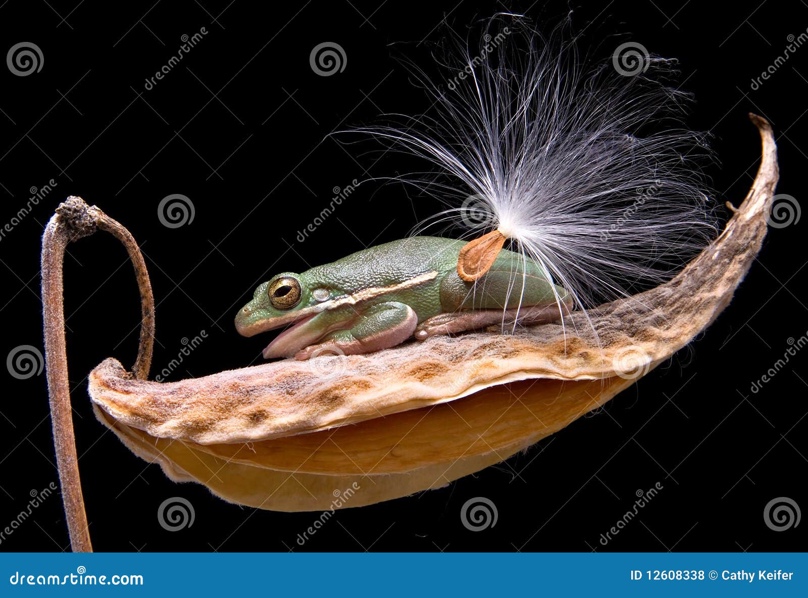 Green tree frog on pod stock photo. Image of horizontal - 12608338