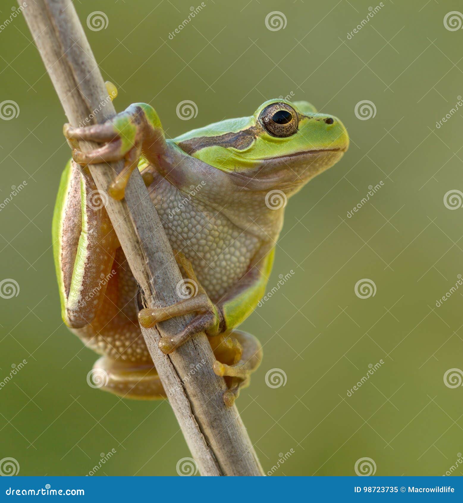 Green Tree Frog on a Reed Leaf Hyla Arborea Stock Image - Image of grog ...