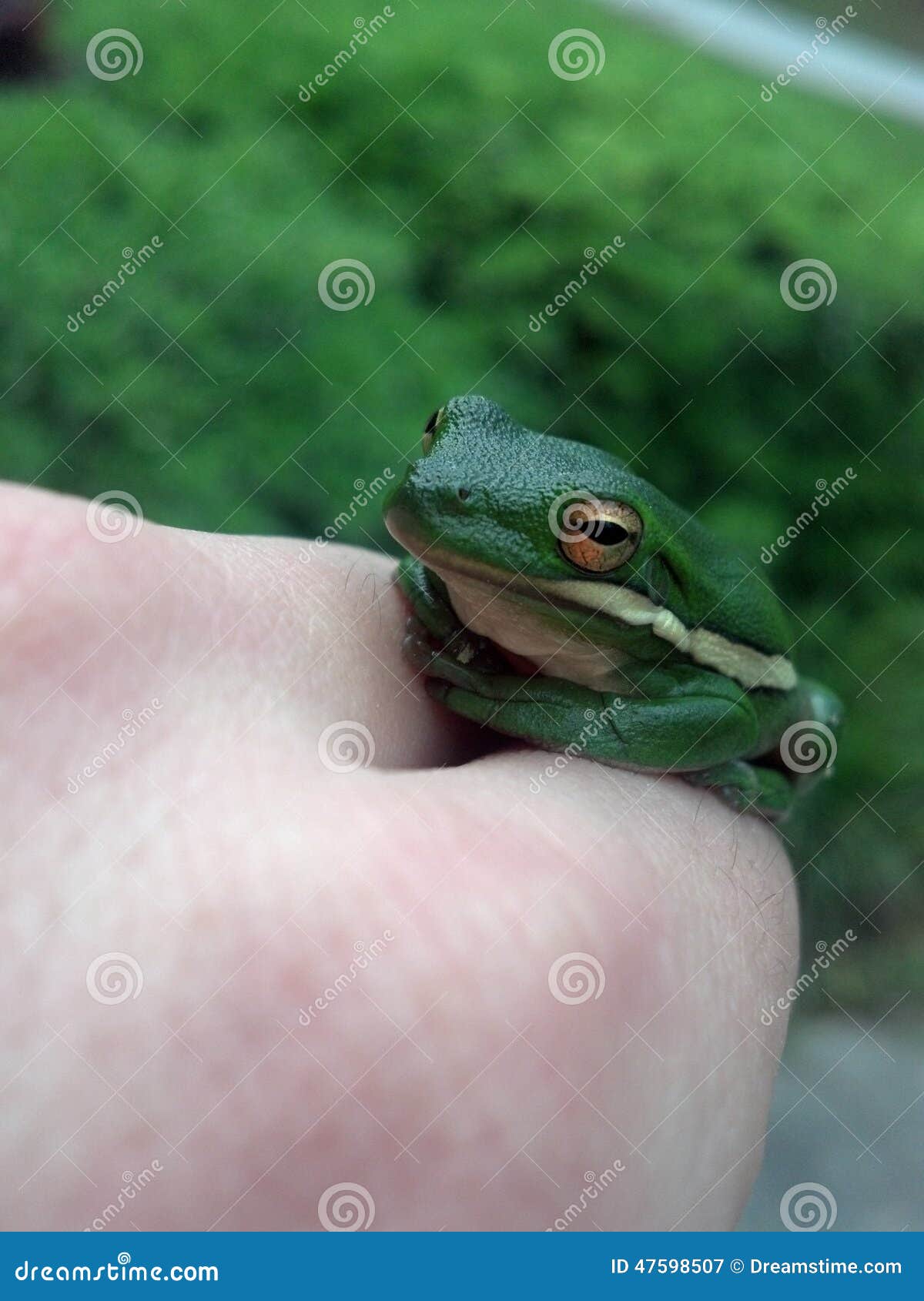 Green tree frog resting stock image. Image of resting - 47598507